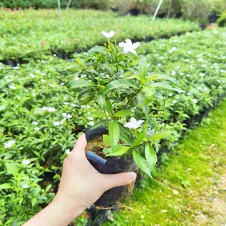 Movee, Online Shop | Shopee Malaysia