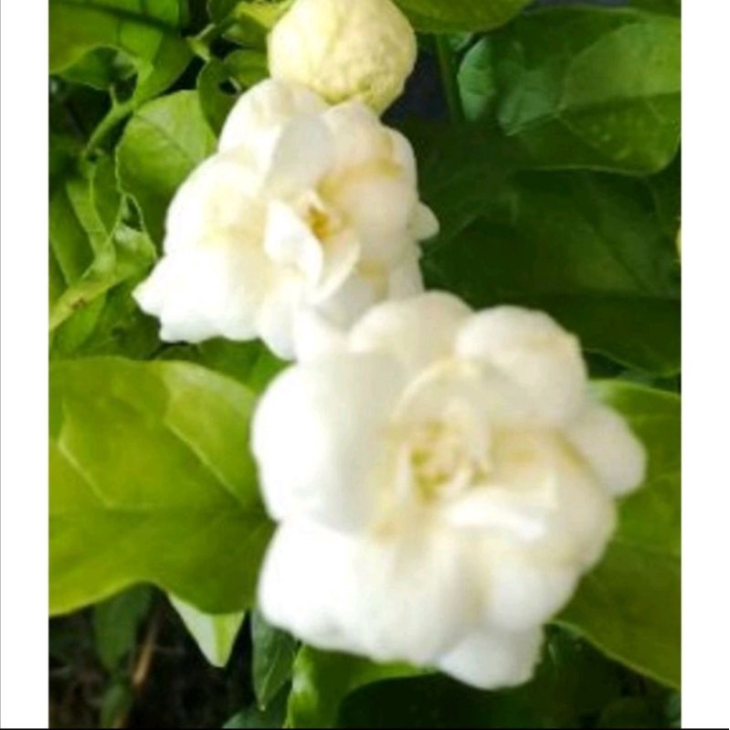 Anak Pokok Bunga Melur Susun / Rose Wangi | Shopee Malaysia