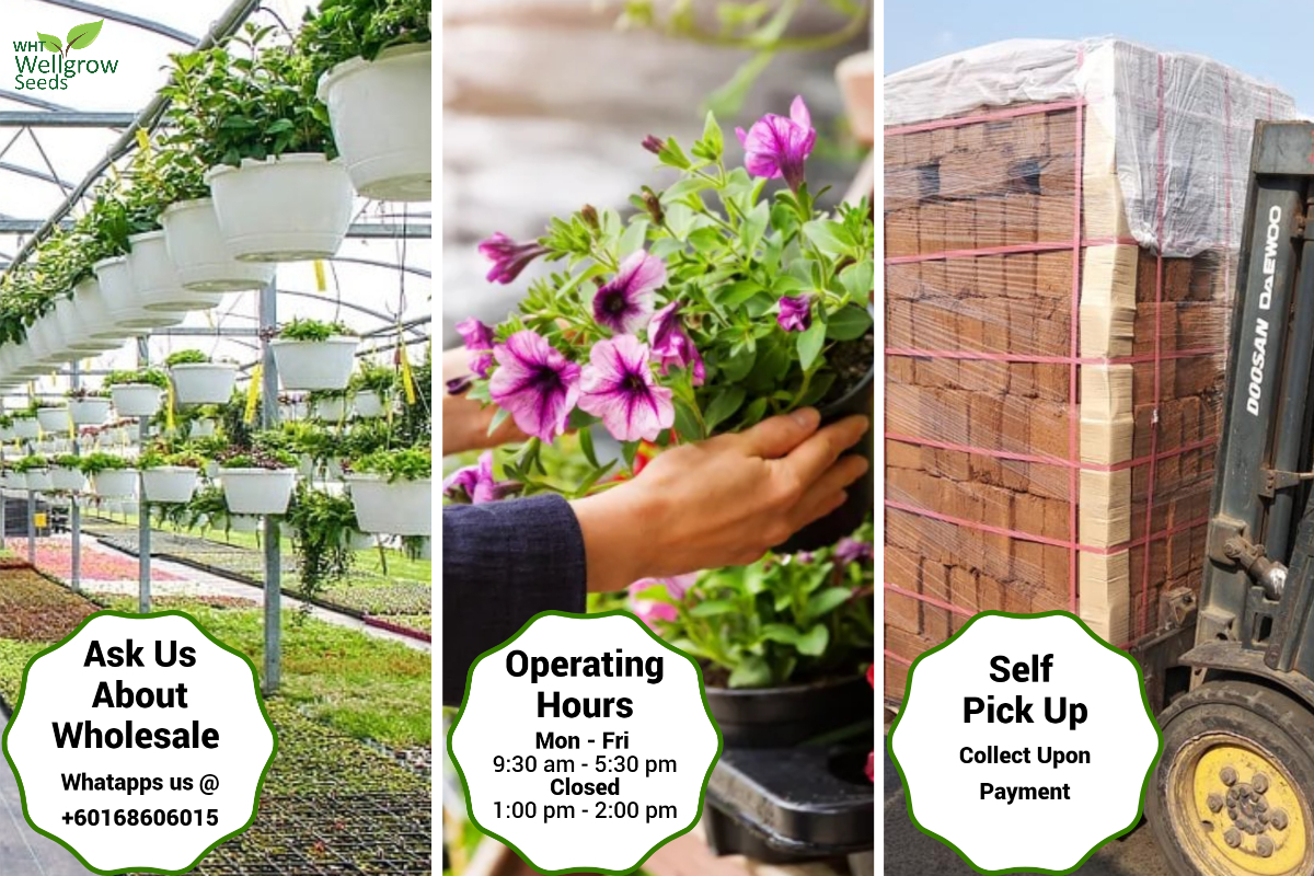 Wellgrow Seeds Official Store, Online Shop | Shopee Malaysia