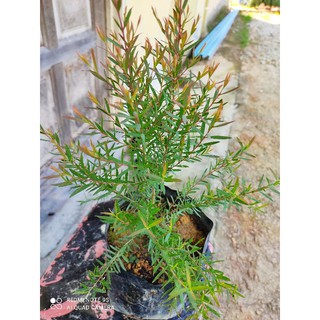 POKOK RHU WANGI (DAUN WANGI) | Shopee Malaysia