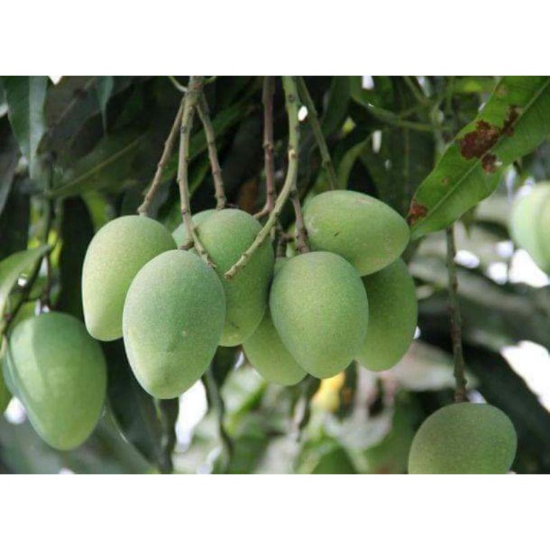 Buah Mangga (pauh reknge) | Shopee Malaysia