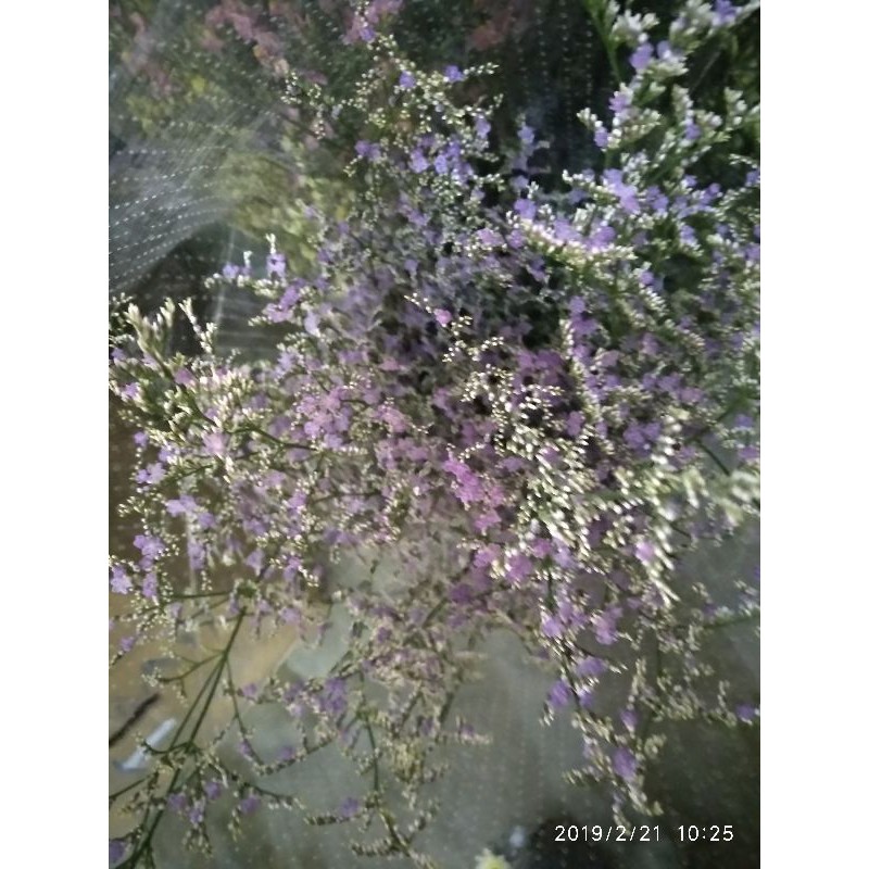 💥READY STOCK منتول ل ل💥 🌿CASPHIA🌿💐💐Fresh Flower 💐💐 Bunga Segar | Shopee ...