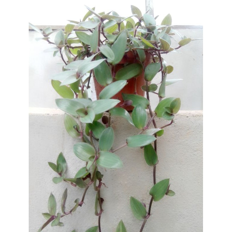 POKOK TRADESCANTIA ALBIFLORA /POKOK HERBA TELINGA KERA | Shopee Malaysia