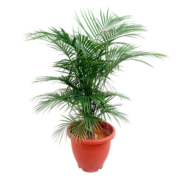 BLS REAL LIVE INDOOR PLANT JAVA PALM WITH POLYBAG INDOOR PLANT | Shopee ...
