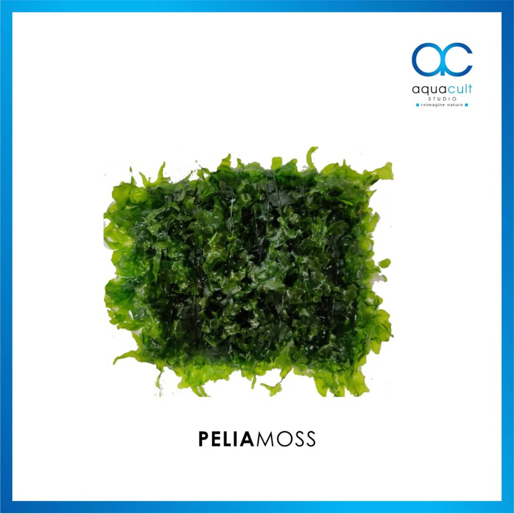 ROUND PELLIA MOSS Pelia Moss - Lomariopsis lineata Suesswassertang ...
