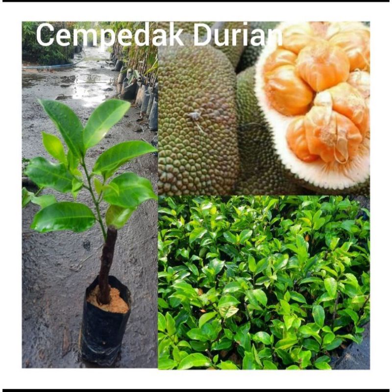 benih pokok cempedak durian hybrid | Shopee Malaysia