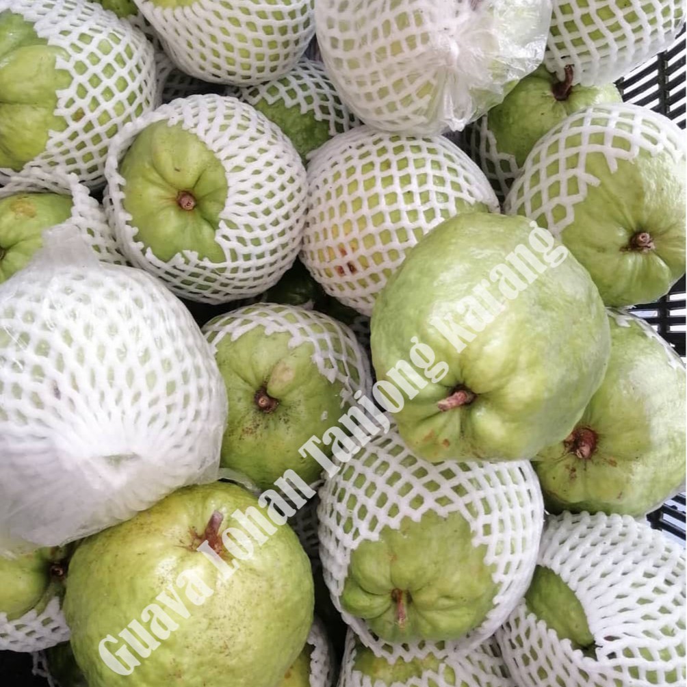 Fresh Guava Lohan from Farm / Jambu Batu Lohan Segar dari Kebun (per ...