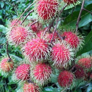 Anak Pokok Rambutan Jarum Mas Pokok Stabil Import Dari Thailand ...