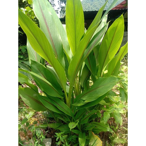 Pokok Temulawak hitam dalam polibag. #hanyayangfresh . | Shopee Malaysia