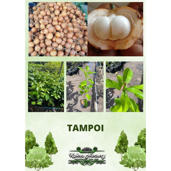 Tampoi / Pokok Hybrid / Buah Ngeke / Anak Pokok Ngeke | Shopee Malaysia