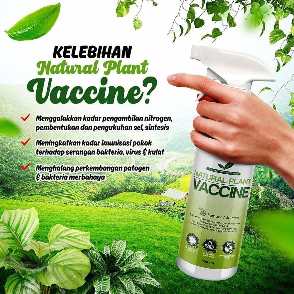 Milagro natural plant vaccine (NVP) imunisasi pokok spray ke daun ...
