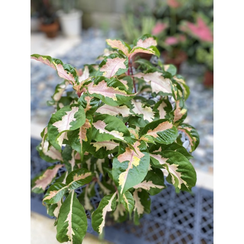 [Green Heart Station] Graptophyllum pictum (Jamaican croton/Caricature ...