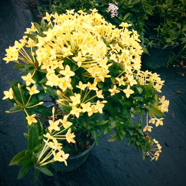 Bunga ixora kuning / pokok bunga ixora kuning / pokok bunga tudung ...