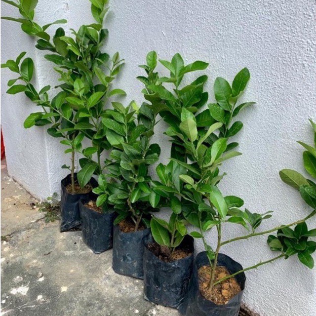 Pokok Lemon Seedless Senang Dijaga (Ready Stock) | Shopee Malaysia