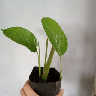 Anak pokok lerek dalam polibag. | Shopee Malaysia