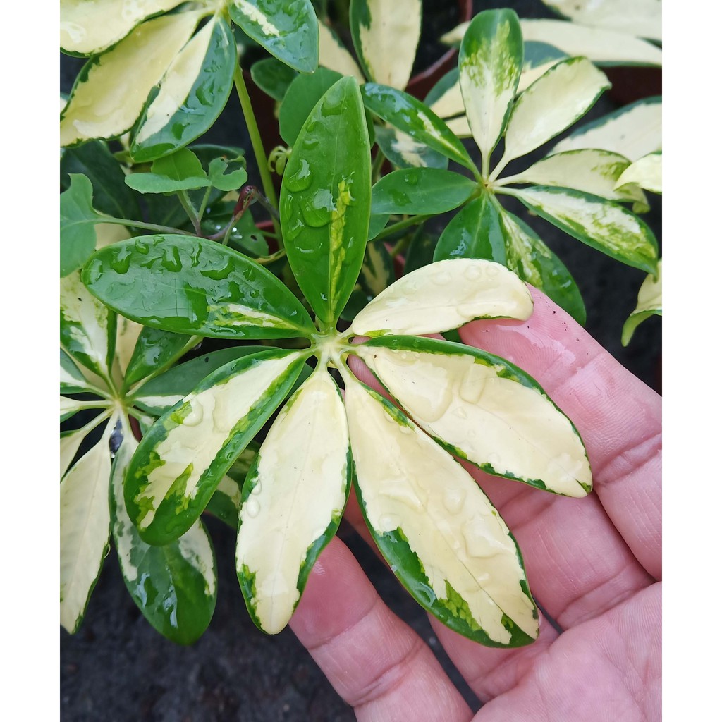 Indoor Plants - Schefflera Arboricola Variegated | Shopee Malaysia