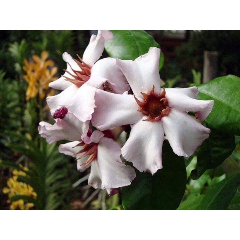 Climbing oleander Anak Pokok Bunga Wangi | Shopee Malaysia