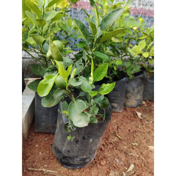 pokok Limau kasturi hybrid ( daun batik/daun biasa) | Shopee Malaysia