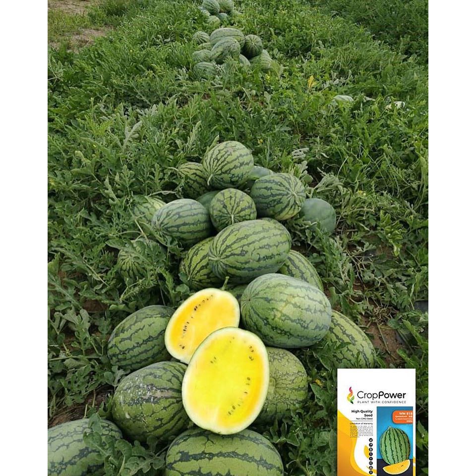 BIJI BENIH TEMBIKAI KUNING F1 QUEENSLAND WM818/YELLOW WATERMELON SEEDS ...