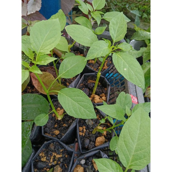 Letup Kelambu / Pokok Letup letup / Pokok ciplukan / letup letup / anak ...