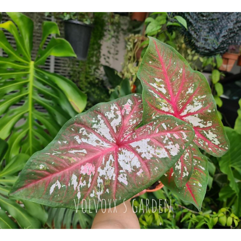 Caladium Tapestry / Keladi | Shopee Malaysia