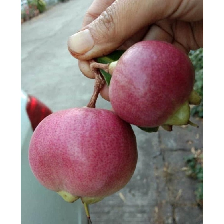 Anak Pokok Jambu Mawar Pink Siam | Shopee Malaysia