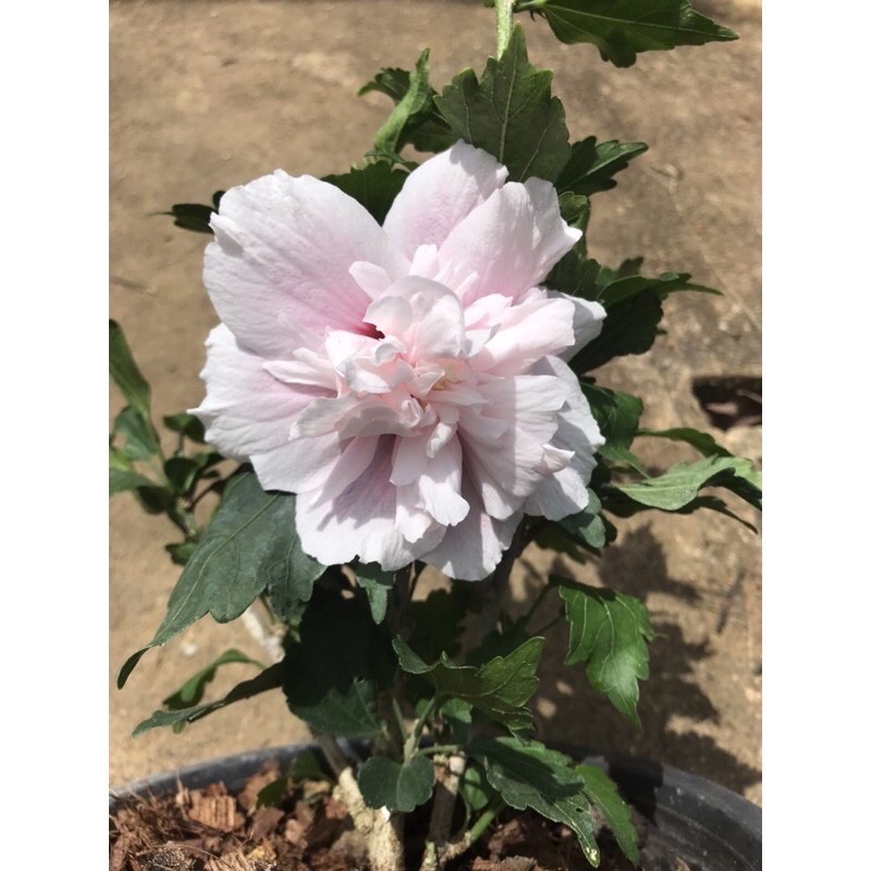 Pokok Bunga Raya Carnation Soft Pink Berlapis / Soft Pink Hibiscus ...