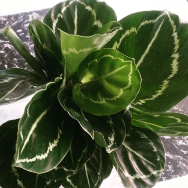 Pokok calathea(daun hijau line putih) | Shopee Malaysia