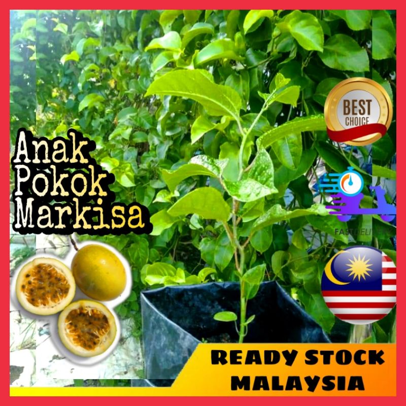 Anak Pokok Buah Markisa / Markisa Kuning Merah | Shopee Malaysia