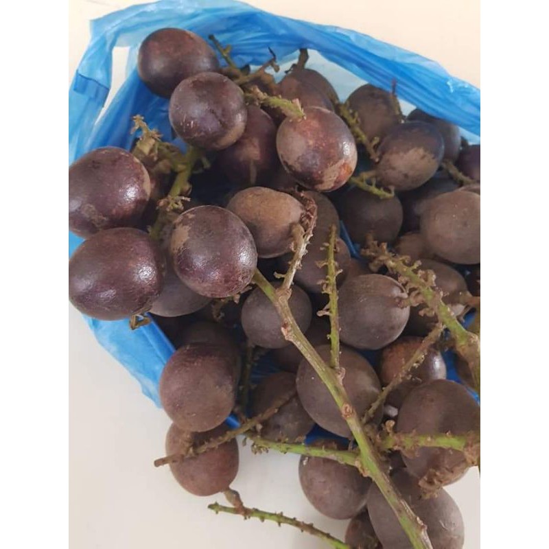 Anak pokok matoa (anak pokok dari biji benih) (1 polibag) | Shopee Malaysia