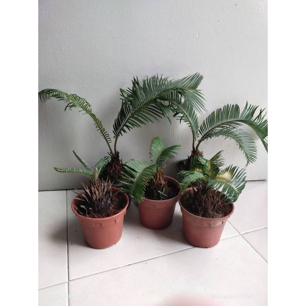 POKOK PAKU AJI/CYCAS MURAH | Shopee Malaysia