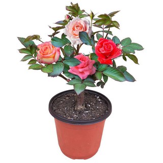 anak pokok bunga rak pokok bunga pokok rose pokok rose benih pokok ...