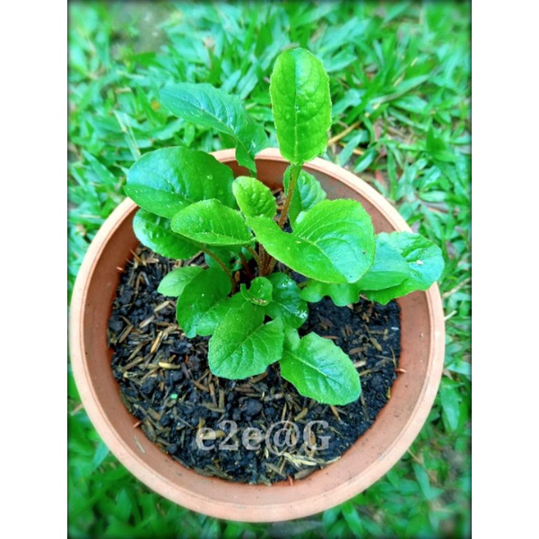 anak pokok gerbera daisy merah(belum berbunga) | Shopee Malaysia