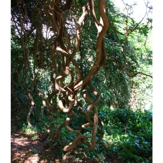 Akar Pokok Sintok/Beluru (12inci) | Shopee Malaysia