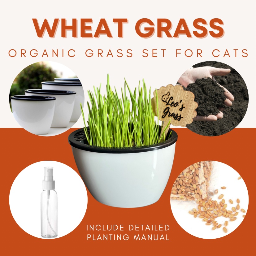 Grass Set for cat ORGANIC Wheat Grass Kit Grass for cat Leo grass kit ...