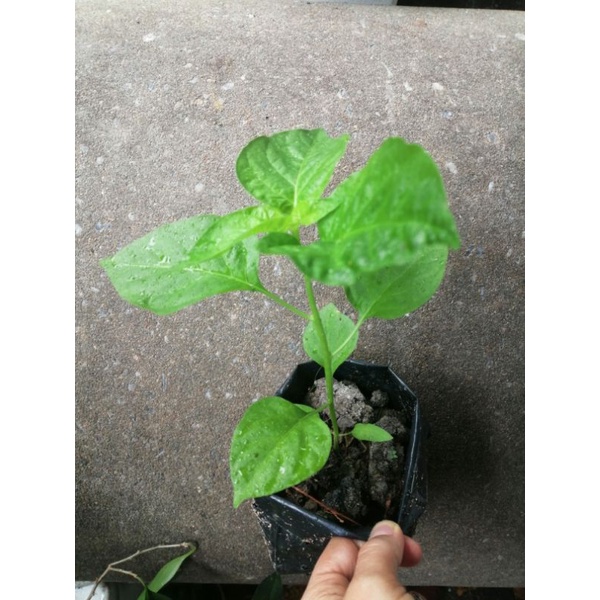 anak cili api pendek gemuk | Shopee Malaysia