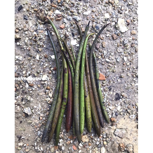 AKAR BAKAU/MANGROVEROOTS/AKMALAQUATIC | Shopee Malaysia