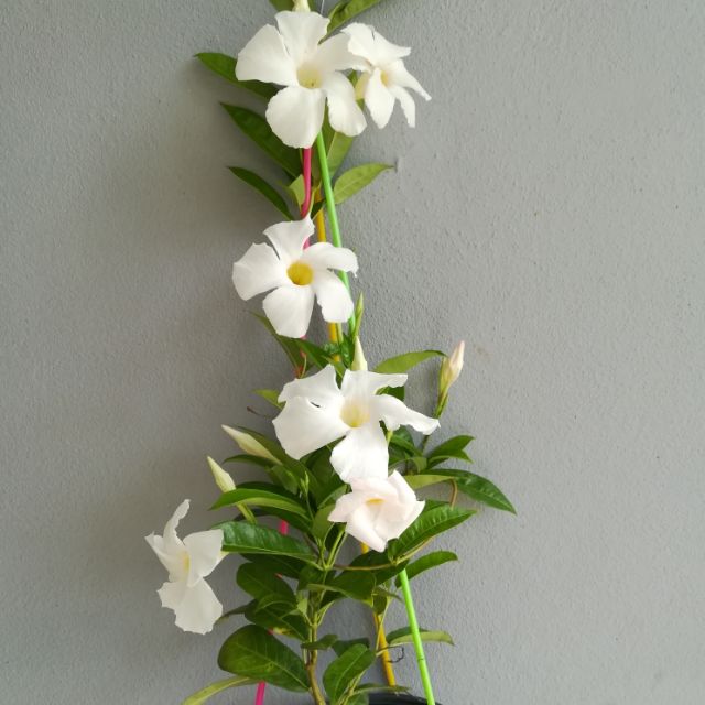 Pokok bunga gantung Mandeville , pokok bunga menjala, | Shopee Malaysia