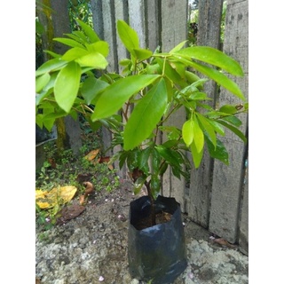 Anak Pokok Katak Puru / Nam-nam | Shopee Malaysia