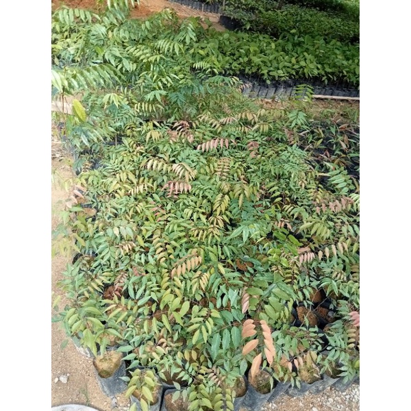 Pokok Kempas (Koompassia malaccensis) | Shopee Malaysia