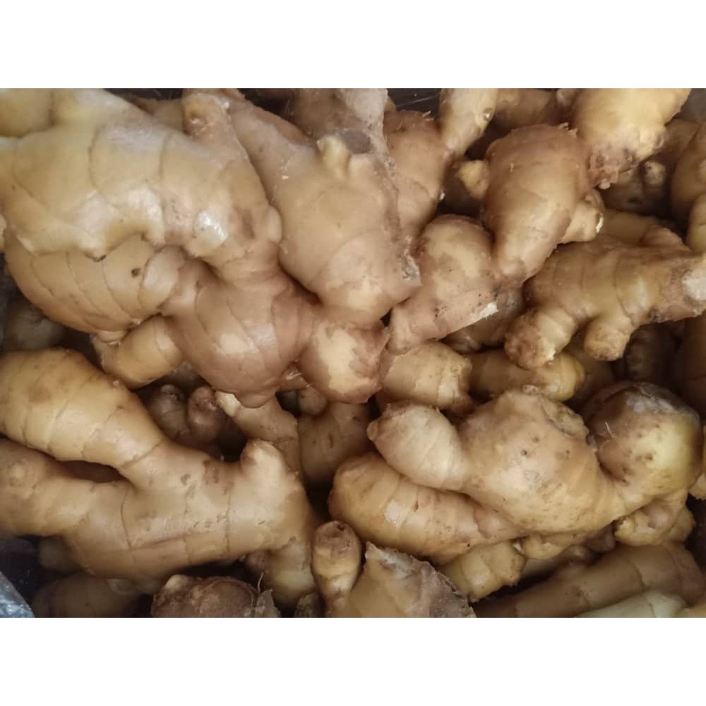 Halia / Ginger (Import) | Shopee Malaysia