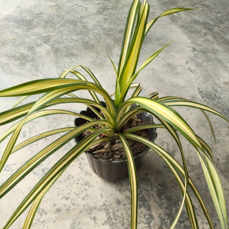 [Live plant] Pokok pandan kuning hijau | pokok hiasan | landskap ...