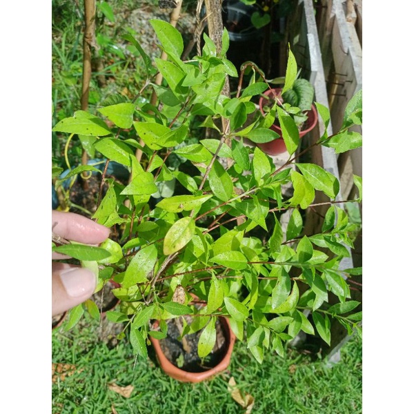 pokok inai sudah stabil dan besar / henna tree | Shopee Malaysia