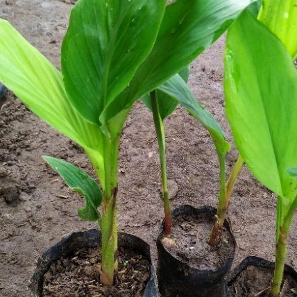 Anak pokok temu kunci / (Boesenbergia rotunda) | Shopee Malaysia