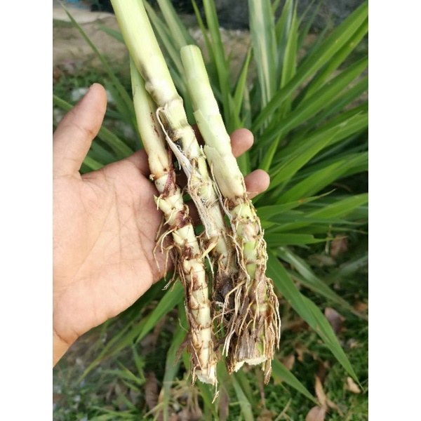 Keratan batang napier pandan | Shopee Malaysia