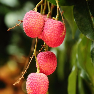 Anak Pokok Laici Lychee Siam Import Dari Thailand Pokok Stabil | Shopee ...