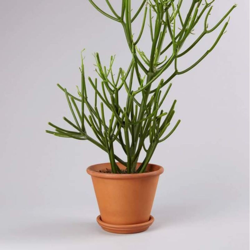 Pokok Tetulang/ Ranting 1000 | Shopee Malaysia