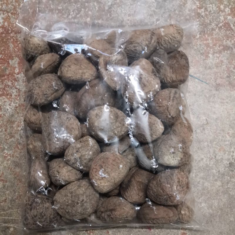 Buah kluwek/keluwak/kluwak/keluak 1kg | Shopee Malaysia