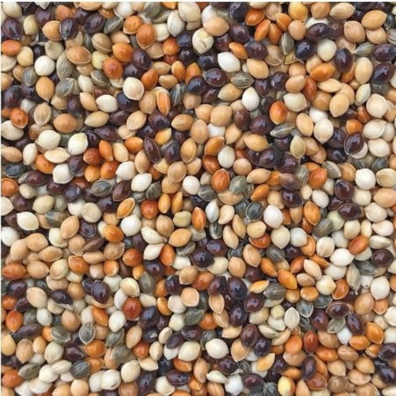 KLS [REPACK] Millet Mix Bird Food/Seed/ Budgerigar/ Cockatiel/Terkukur ...
