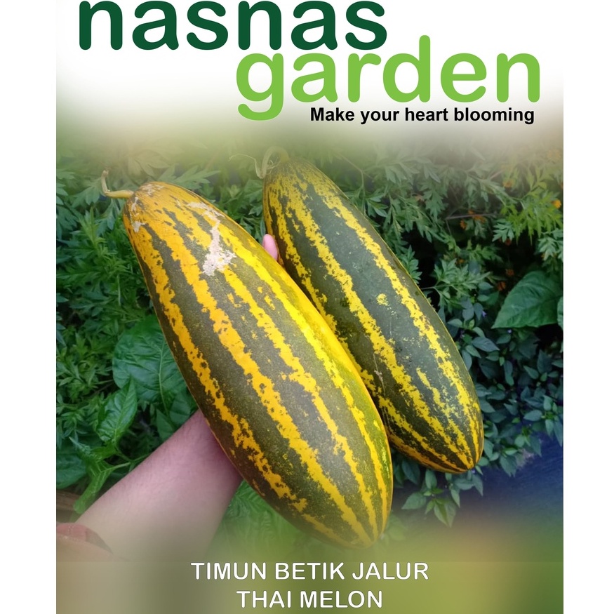 Biji Benih Timun Betik Putih & Jalur Timun Suri Seeds Fruit Seed Buah ...